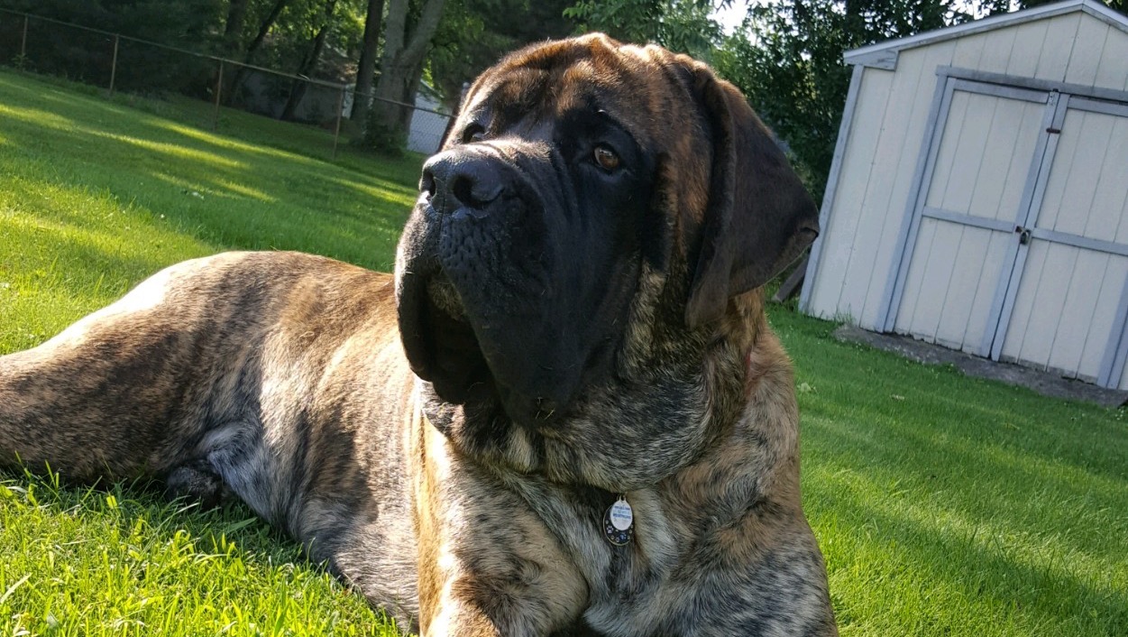 Fundraiser for Laura Langsdale by Tino Tatertot : Tank’s Emergency Surgery