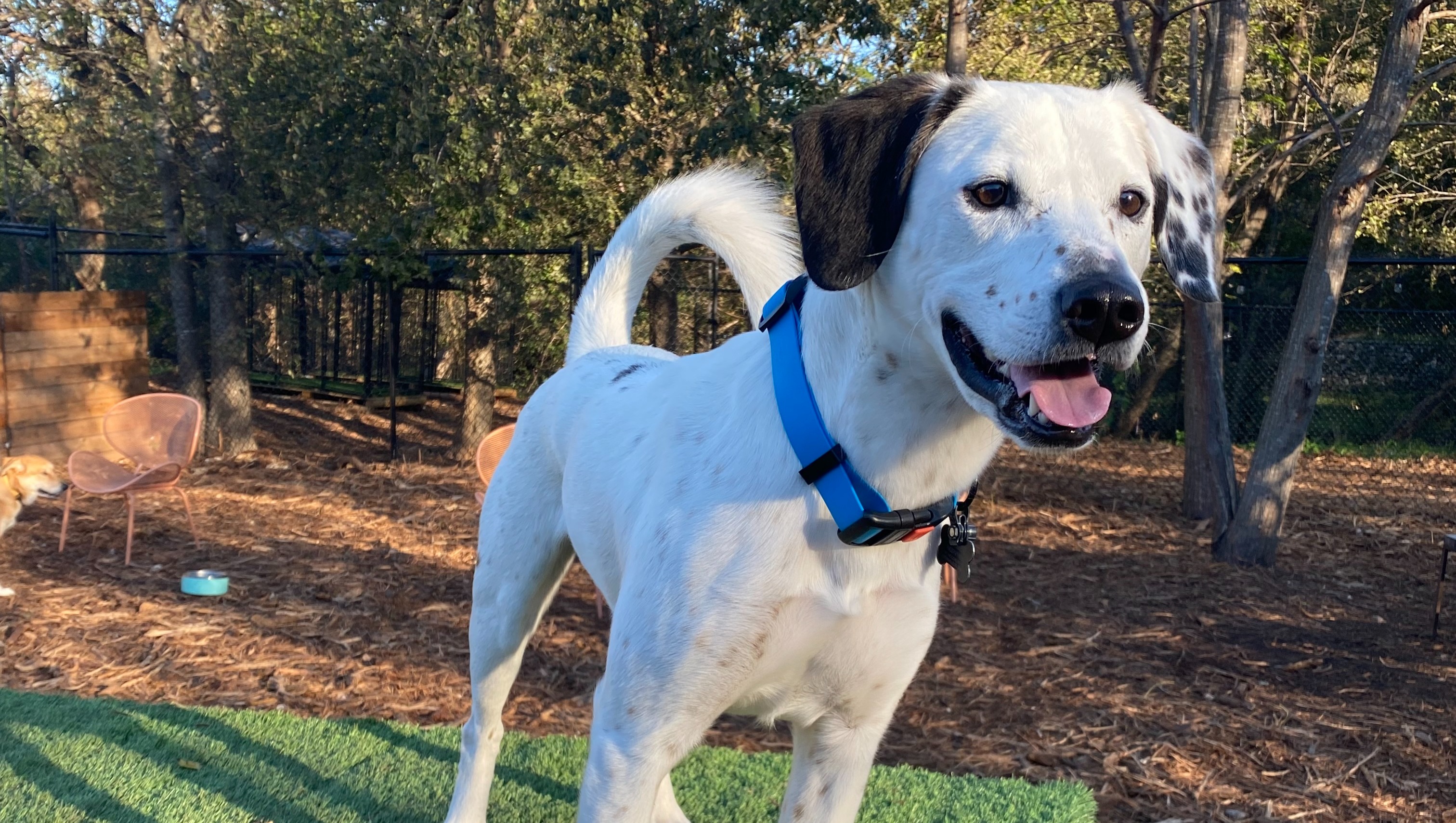 Fundraiser by Hannah Jernigan : Obi and the no good, very bad leg (surgery)