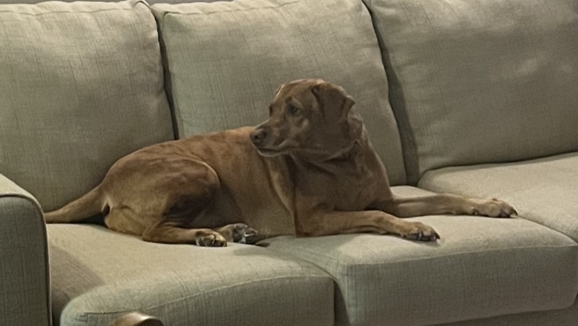 Fundraiser by Melissa cavanaugh : Chloe Needs a new ACL