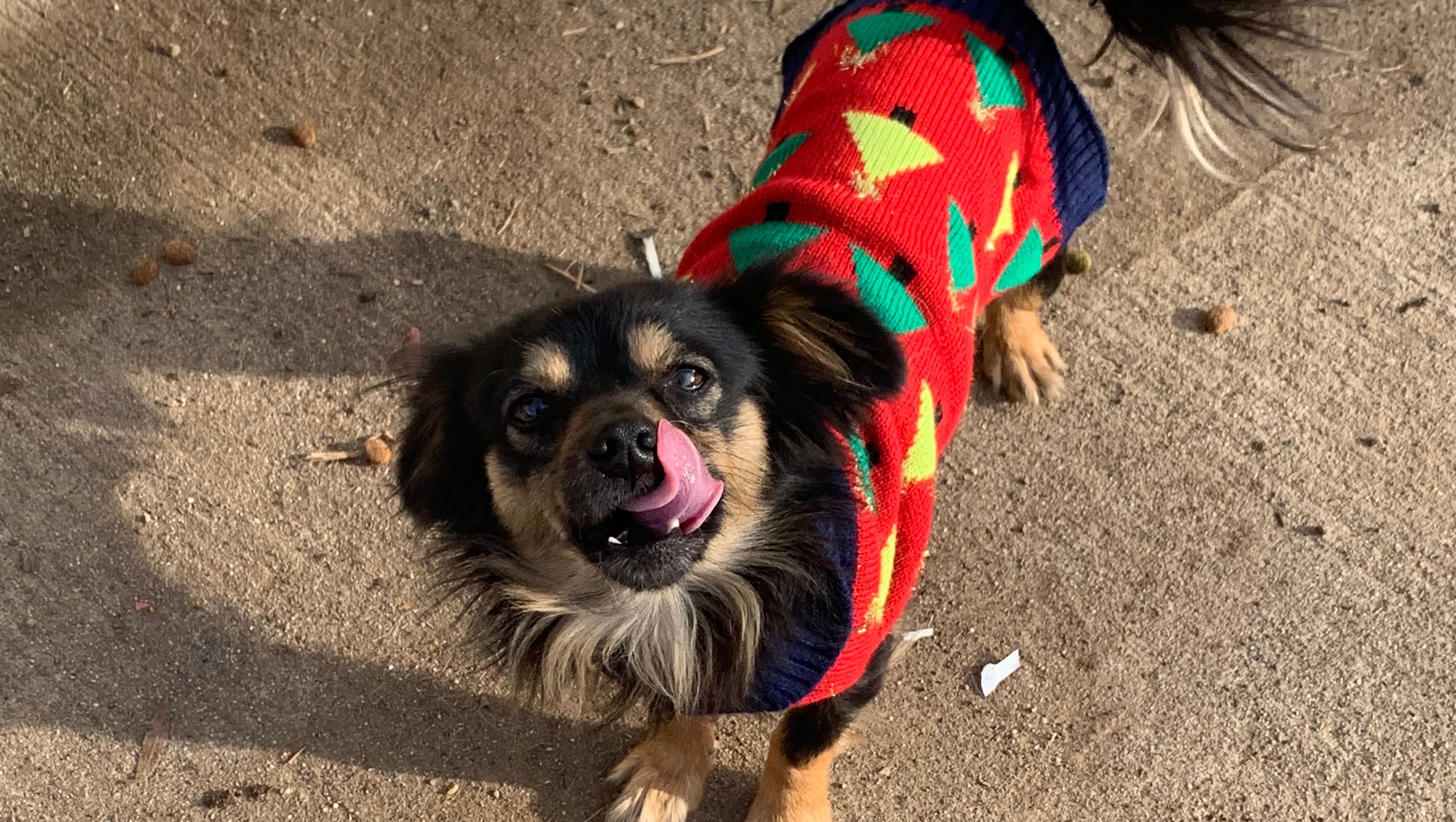 Fundraiser for Sandra Kukar-Tekano by Ada Kukar : Help save my dog Commie