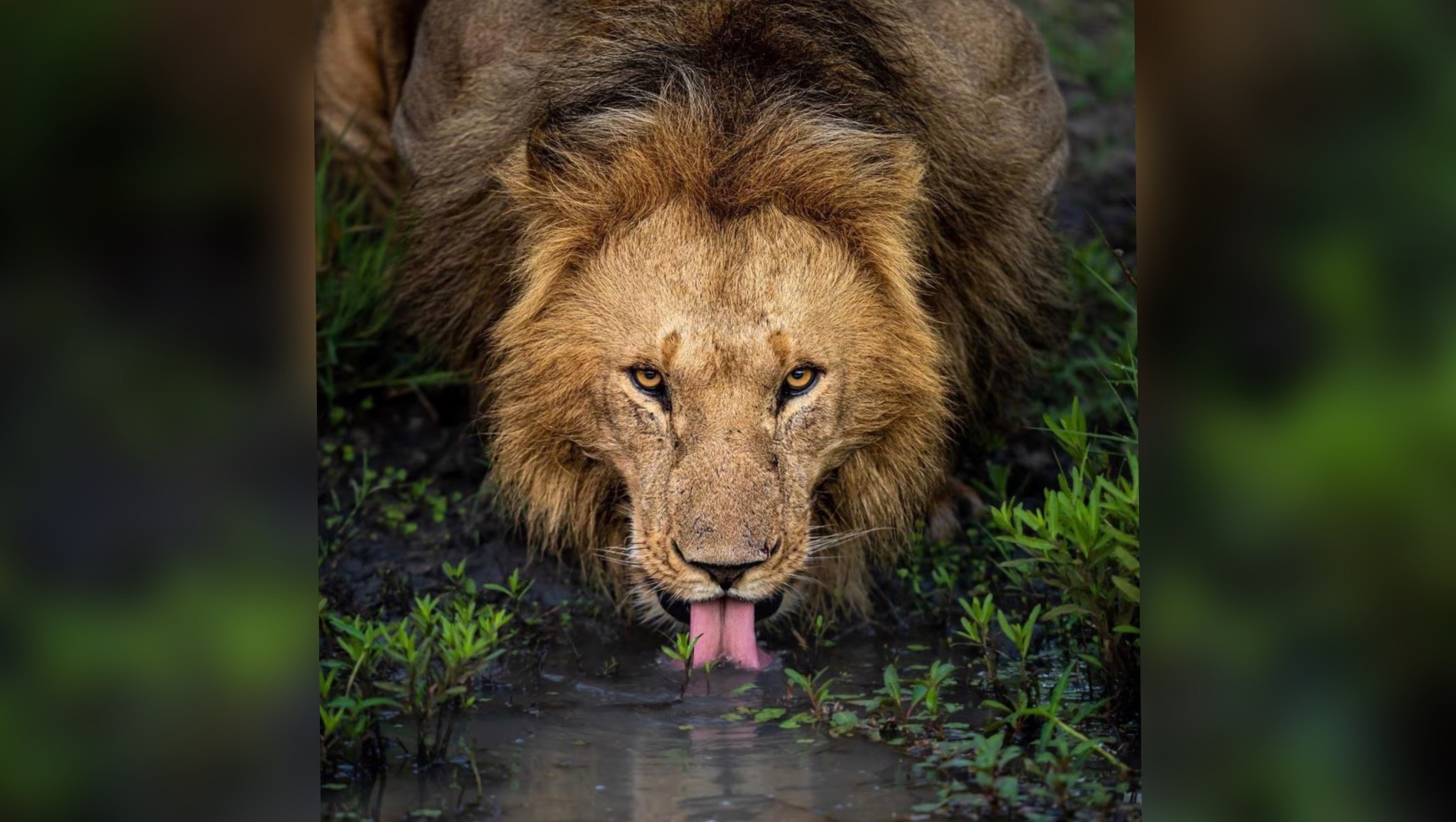 Fundraiser by Luis Franco : Justice For Olobor - save Masai Mara's lions