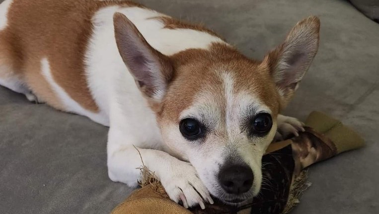 Fundraiser for Jessica Corbett by Devon Coon : Bring Cheech Home