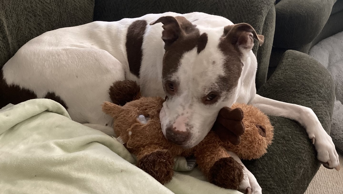 Fundraiser for Crystal Boothe by Brett Boothe : Please help Zues with ...