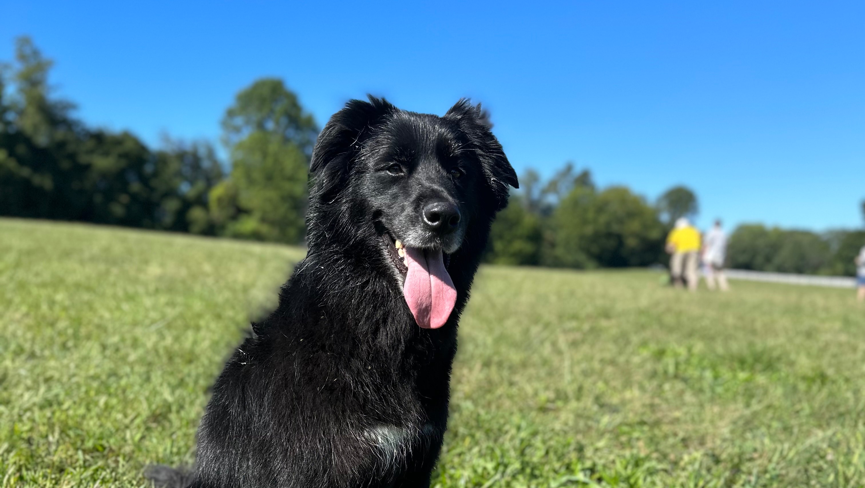 Fundraiser by Anna Hadlock : Help Millie Get Back On All 4 Paws - CCL ...