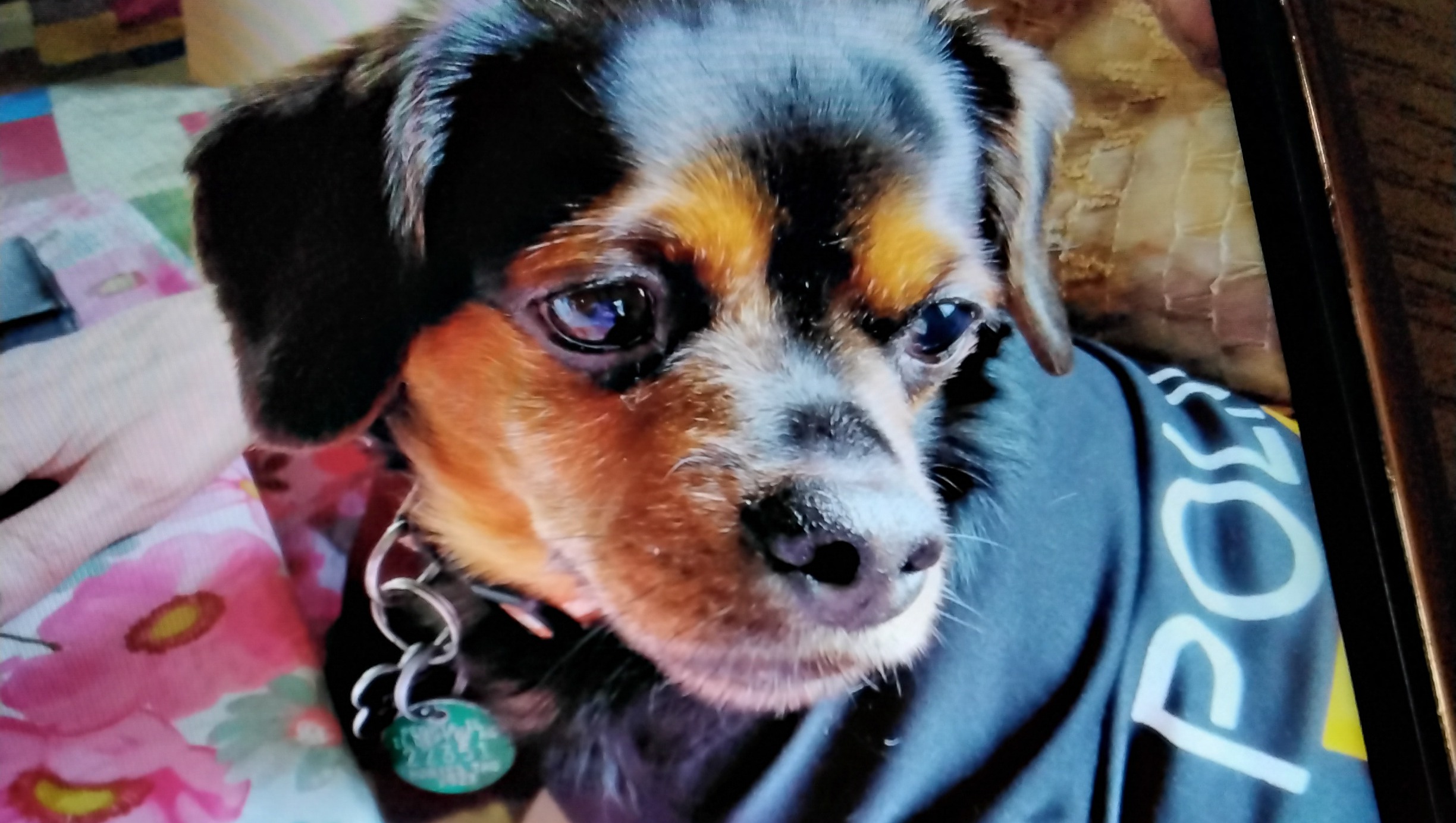 Fundraiser by Audrey Samuels : Timmy needs x-rays