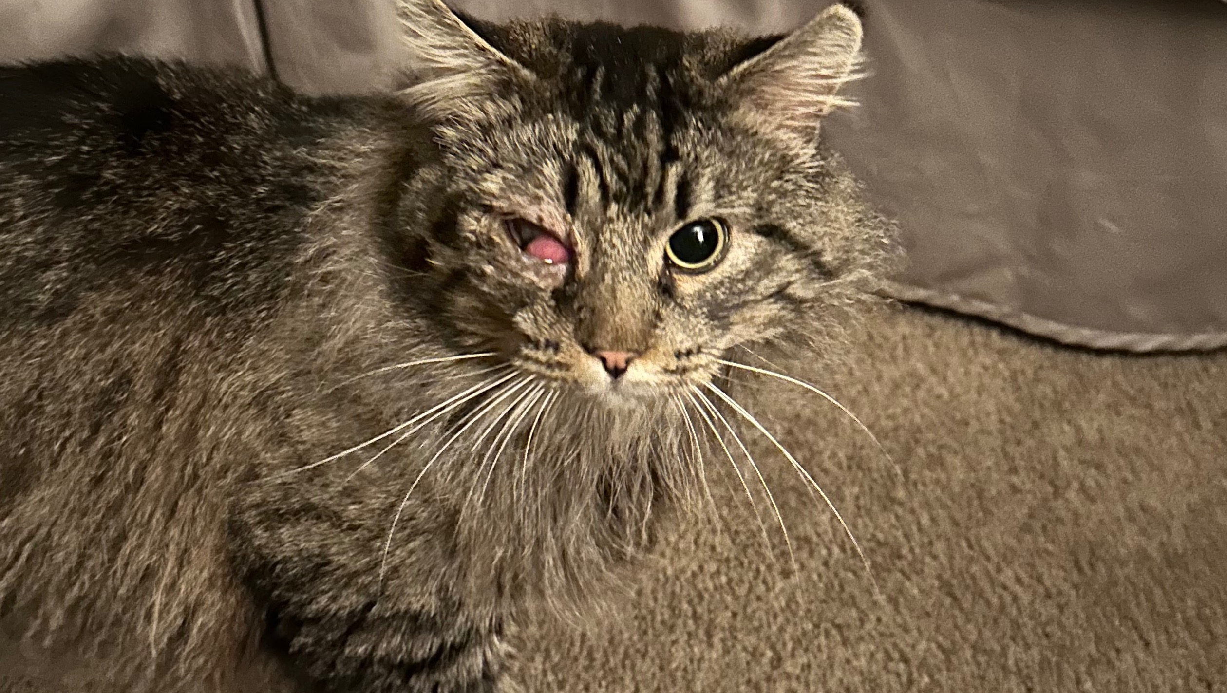 Fundraiser by Liz Wilson : Eye removal and surgery for Misty