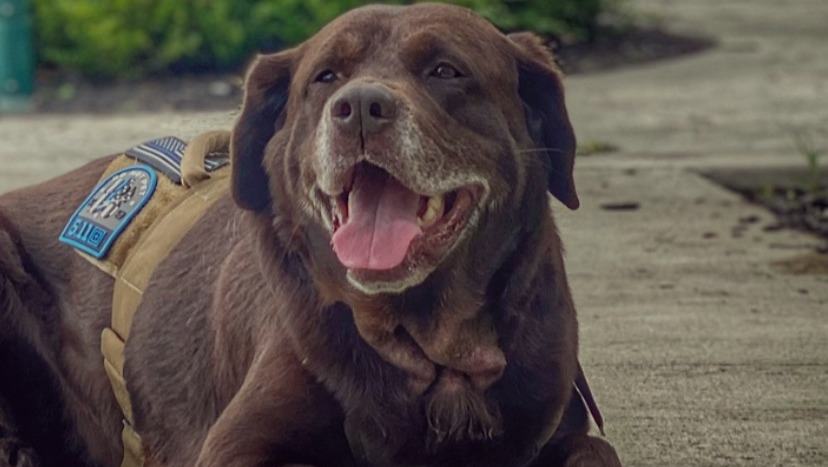 Fundraiser for Jay Manning by Jillian Enda : Please help K-9 Onil!