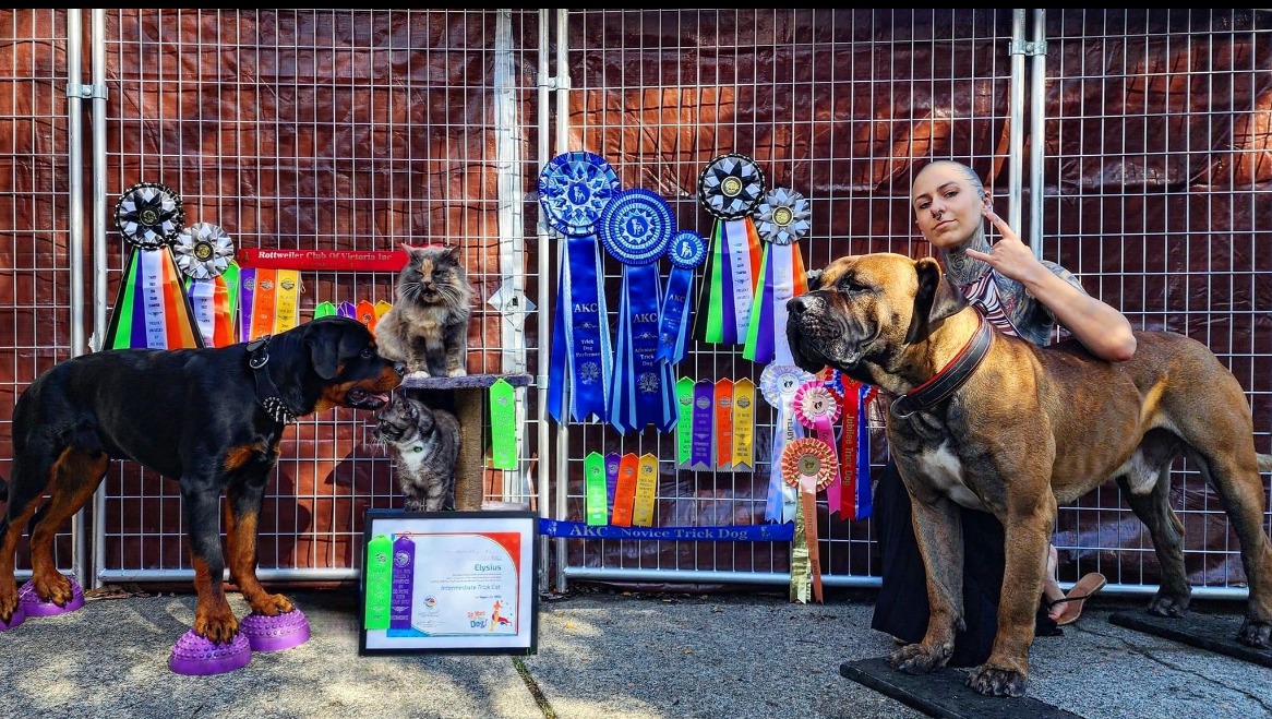 Fundraiser for Tegan Miller by Maddi Cooper : Sasha (@therealdavidgrowl)