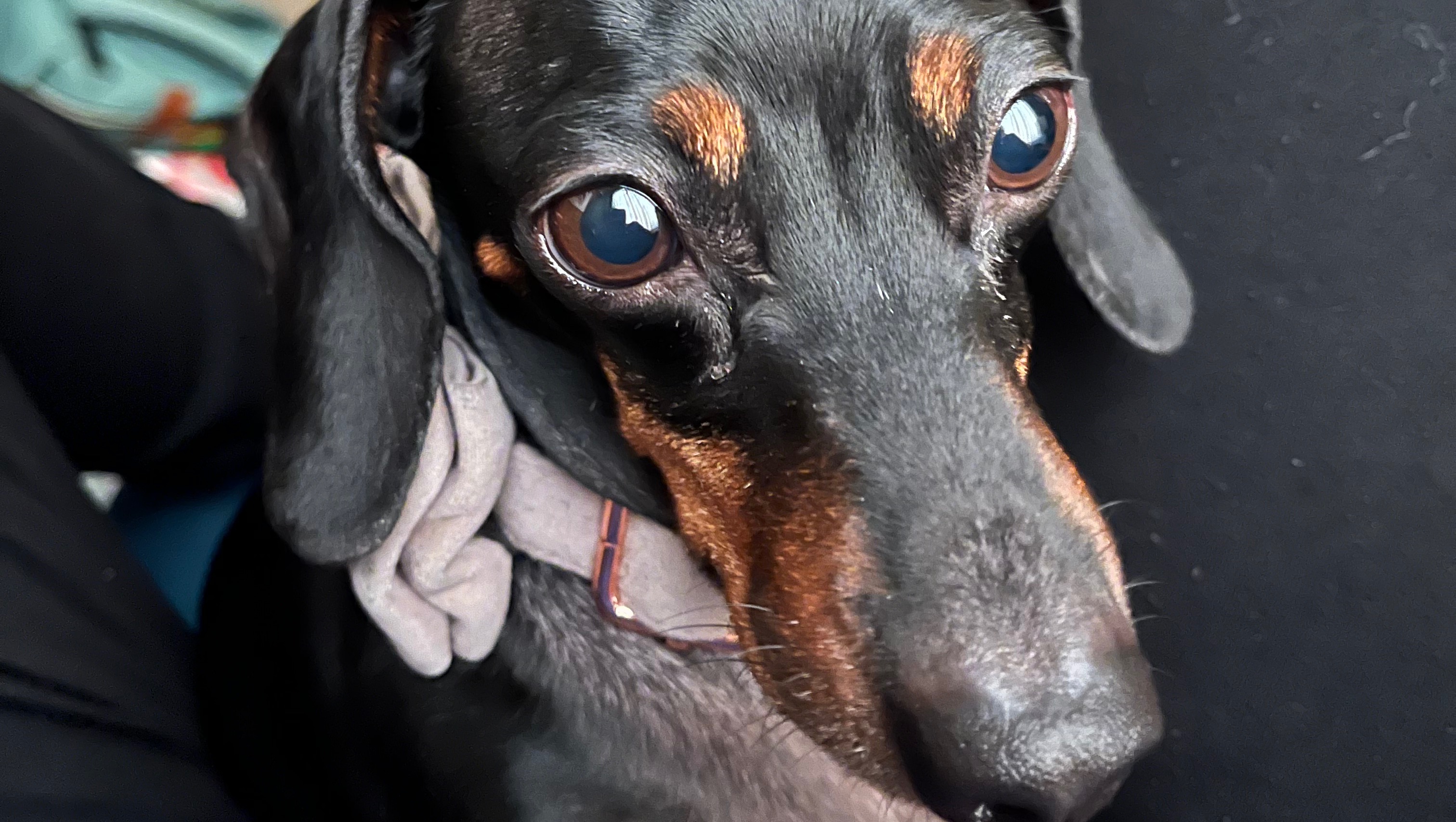 Fundraiser by Ryann Miller : Riley’s IVDD Surgery