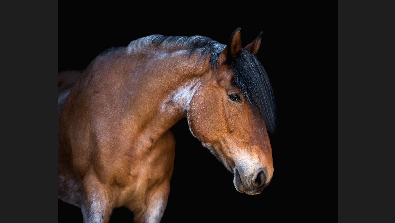 Fundraiser by Greta Shryock : Rosie's Medical Expenses