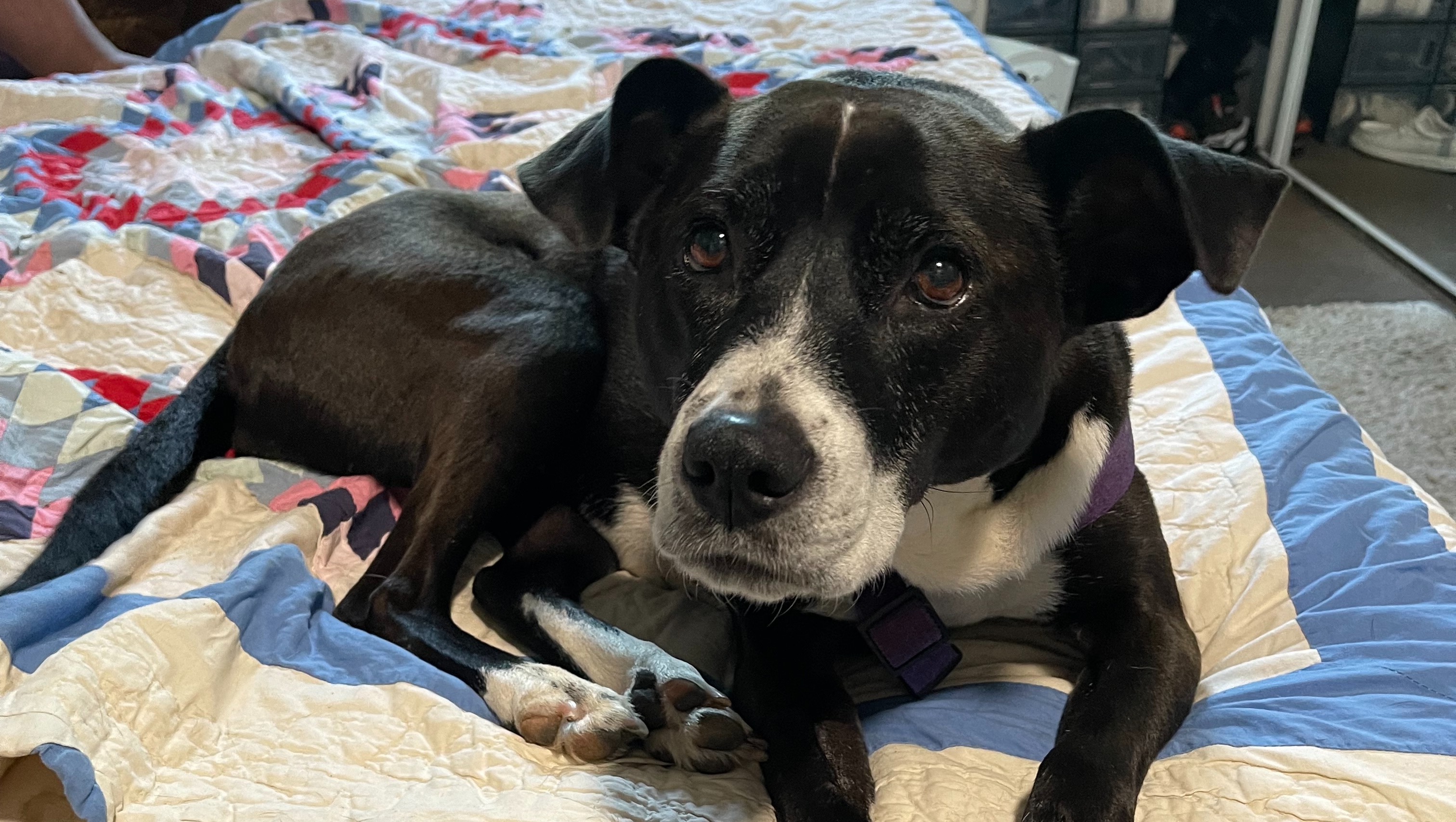 Fundraiser by Rachel Harrison : Saving Isabella: A Tale of Unwavering ...