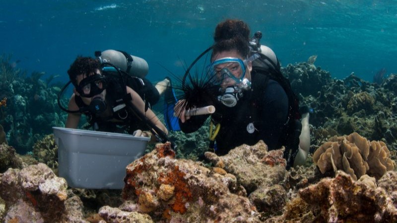 Fundraiser by Sam Supple : My Indonesia Coral Reef Reservation Trip