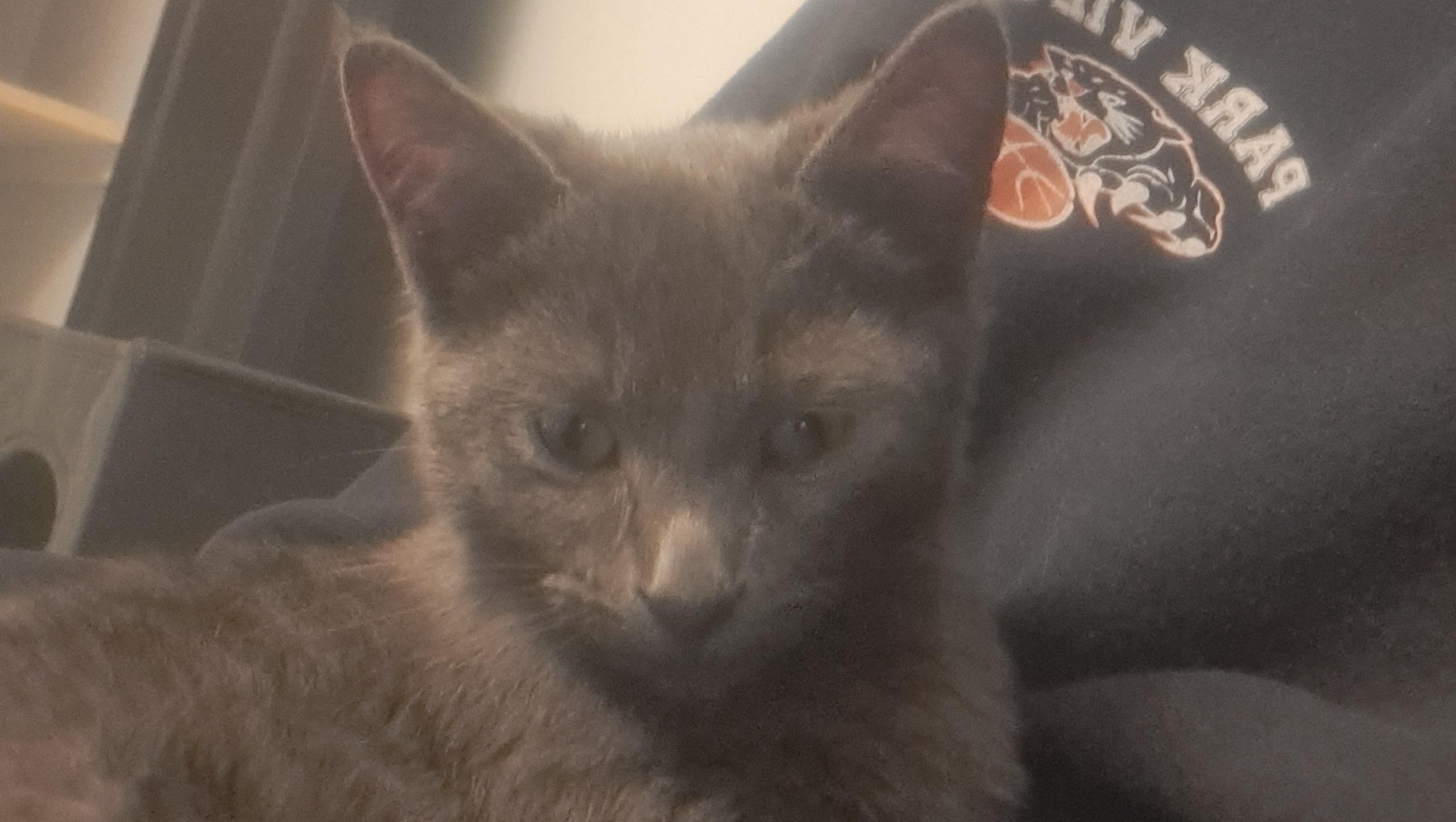 Fundraiser by Jessica Heisler : PLEASE HELP 3 month old kitten.