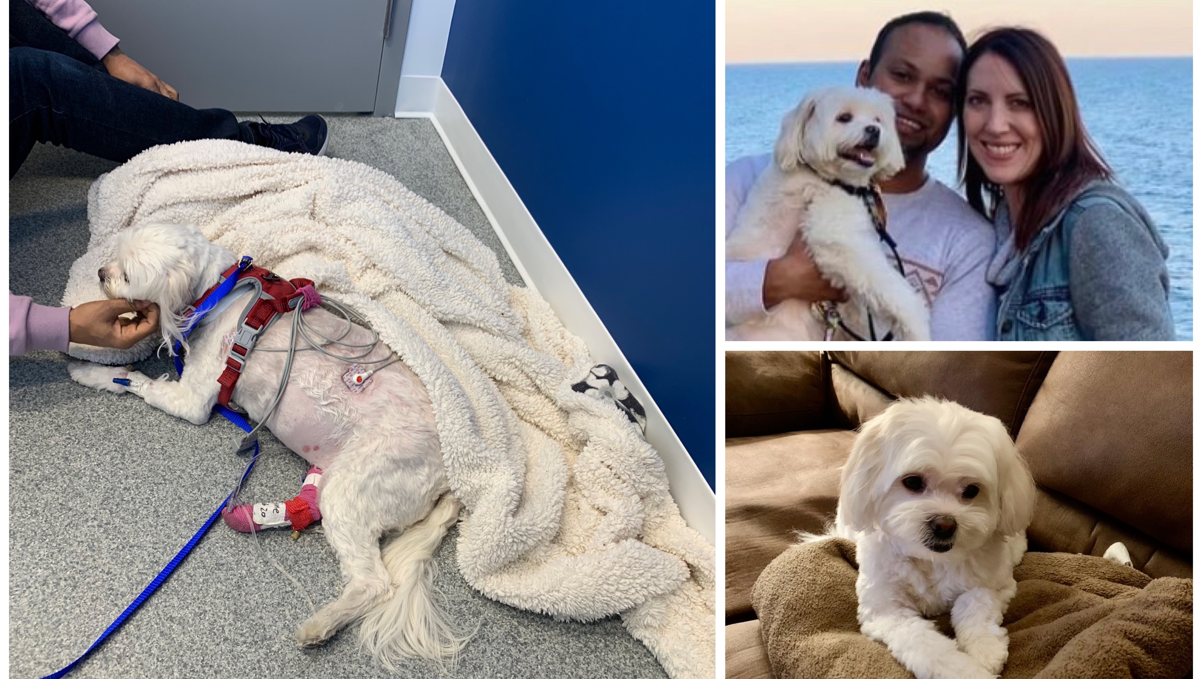 Fundraiser by Heather Powell : Help Coco fight ITP