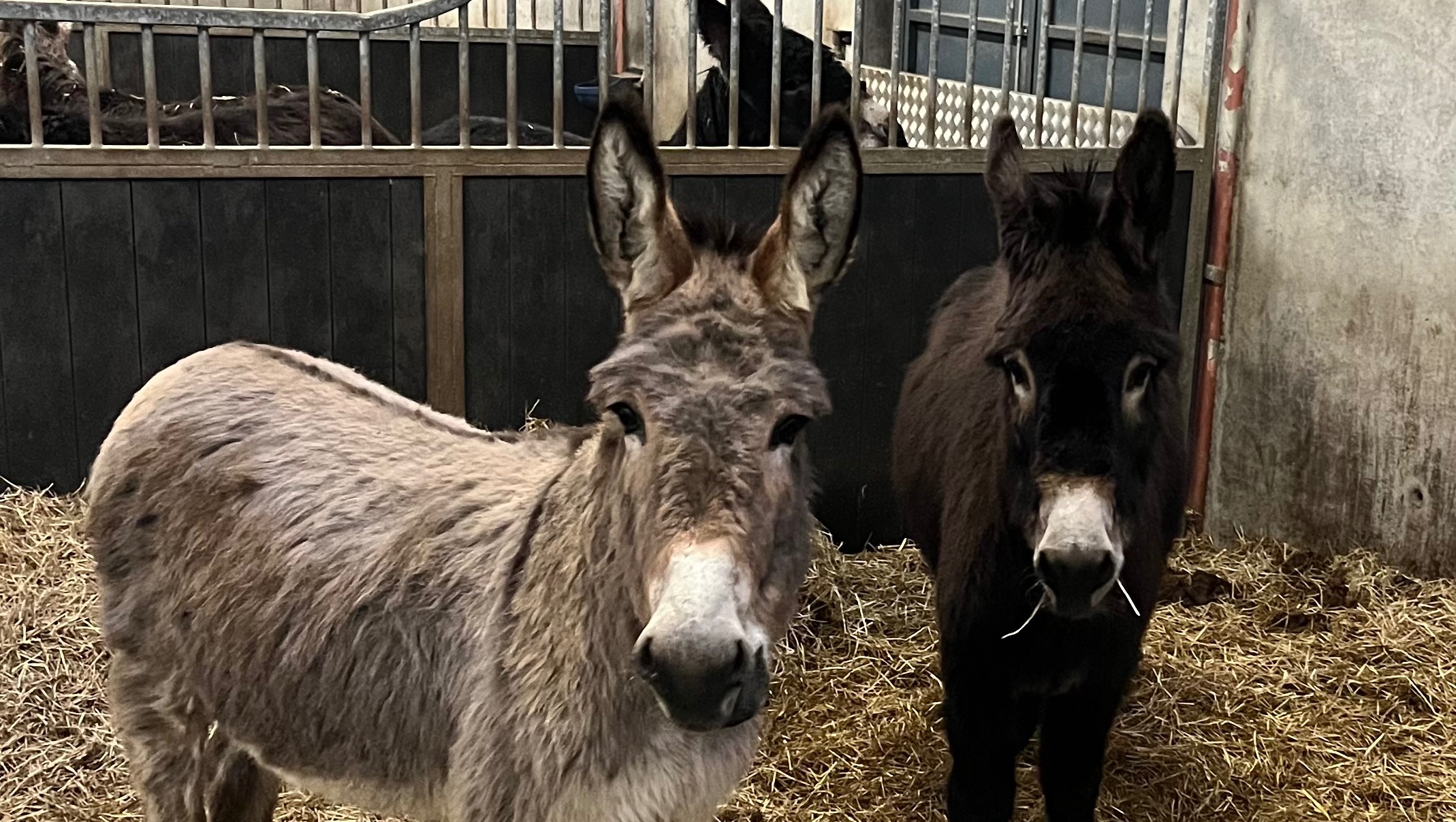Fundraiser by Sandra Curran : Feed & Bedding Appeal 2024