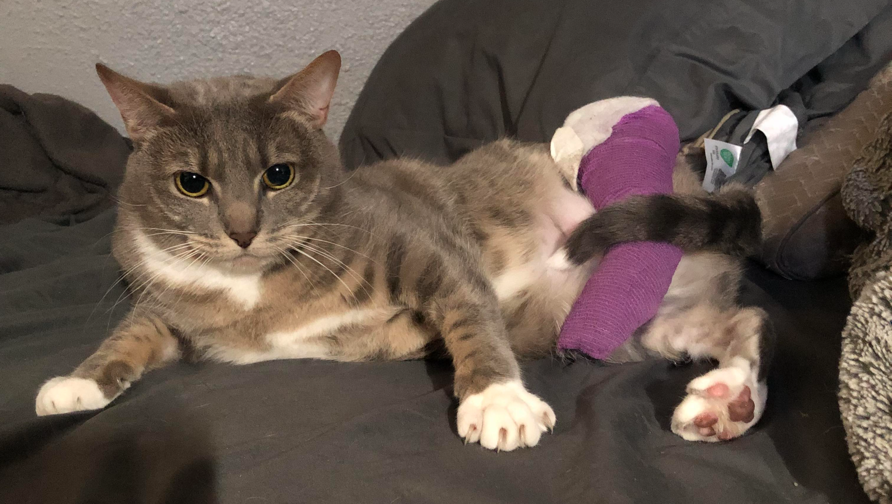 Fundraiser by Ray Kratzer : Kassi Fell and broke her back left tibia bone.