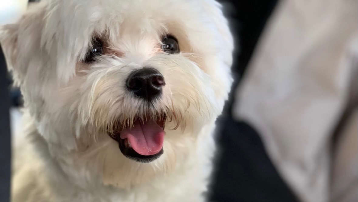 Fundraiser by Jim Banga-an : Bevmo's surgery fund