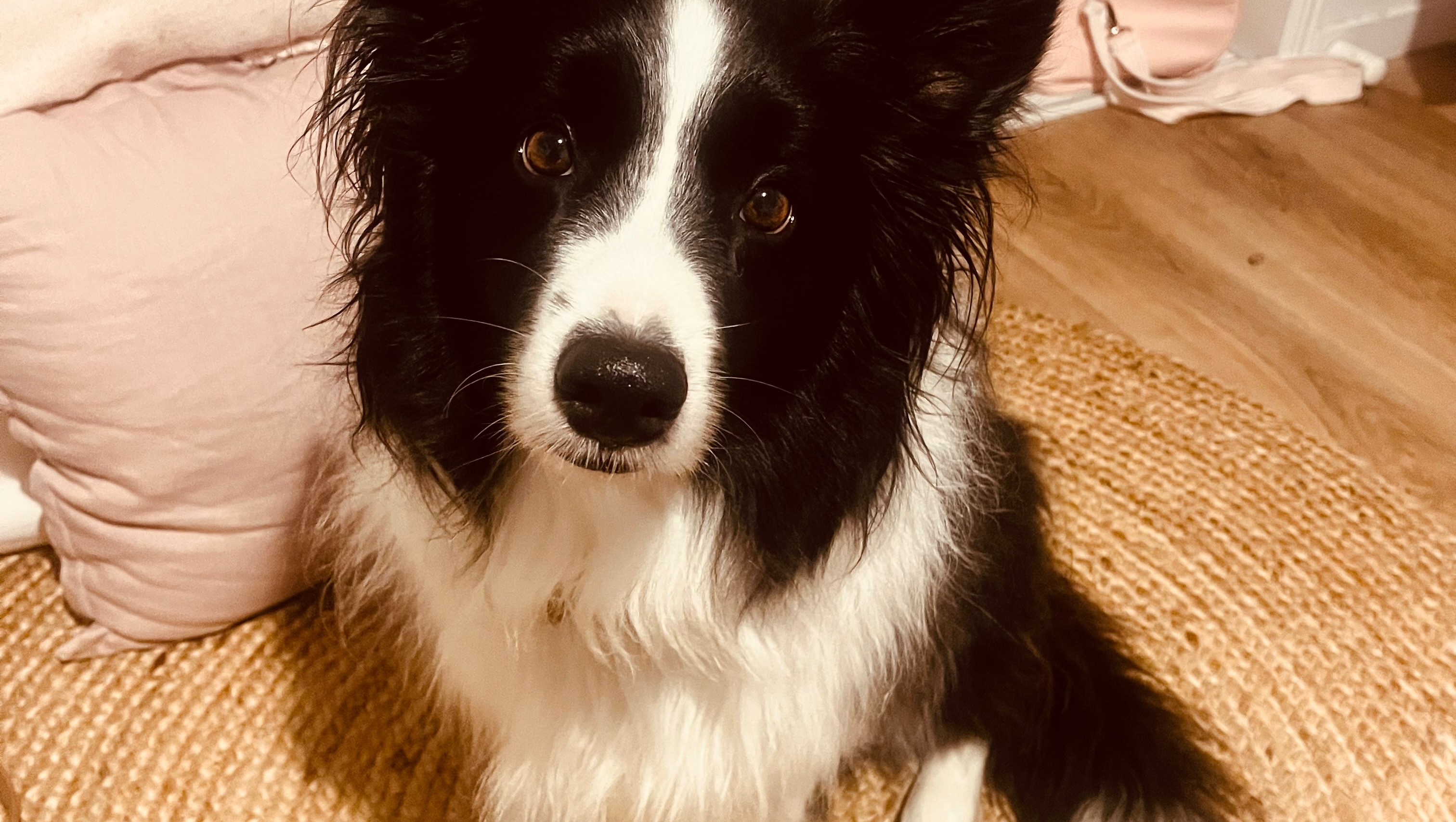 Fundraiser by Alison Bailey : HELP SAVE BAILEY BOY
