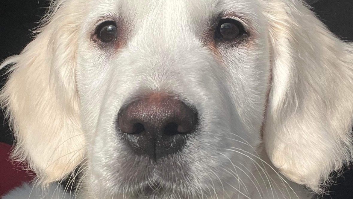 Fundraiser by Joshua Strack : Casper’s surgery coverage