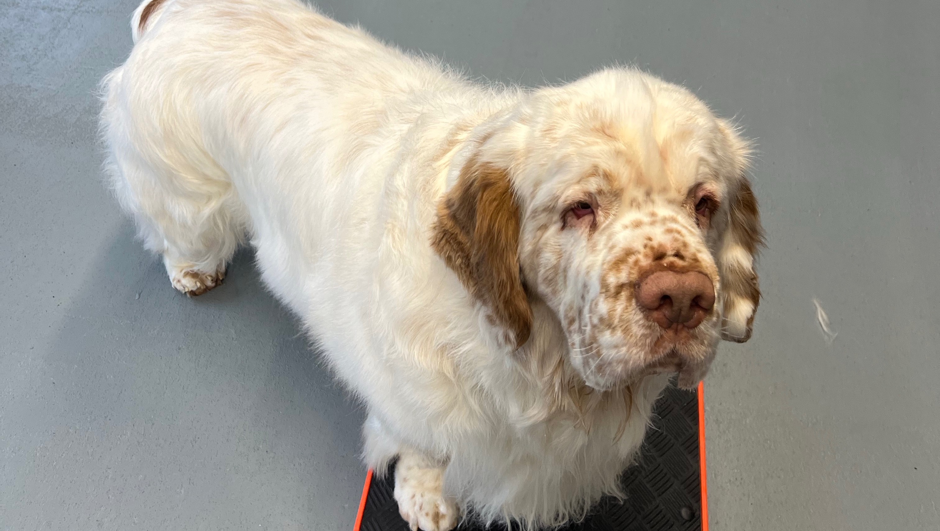 Fundraiser by Connie Wicklund : River 4 years old in need of elbow Surgery