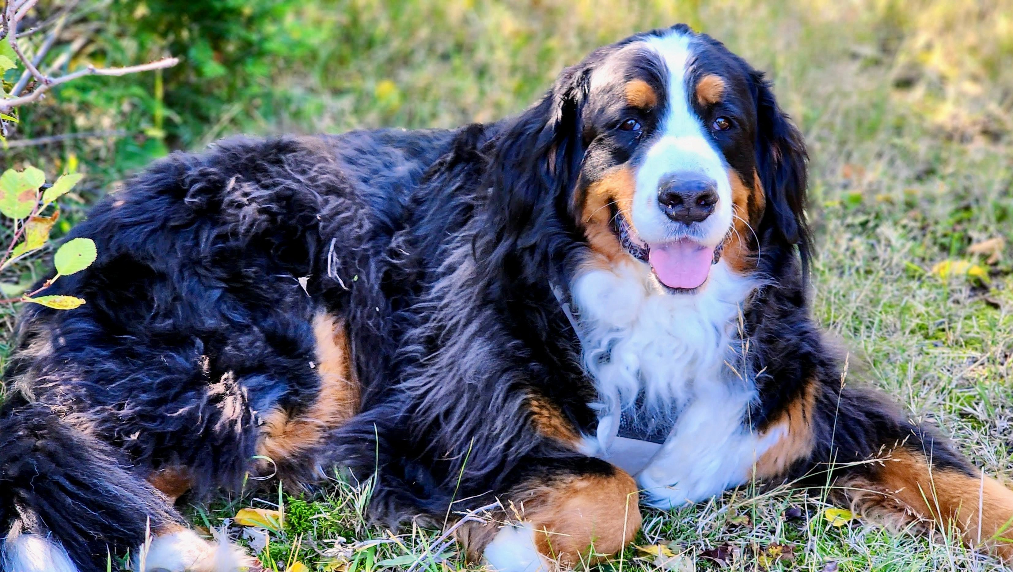 Fundraiser by Russell King : Please Help Save Odin's Mobility