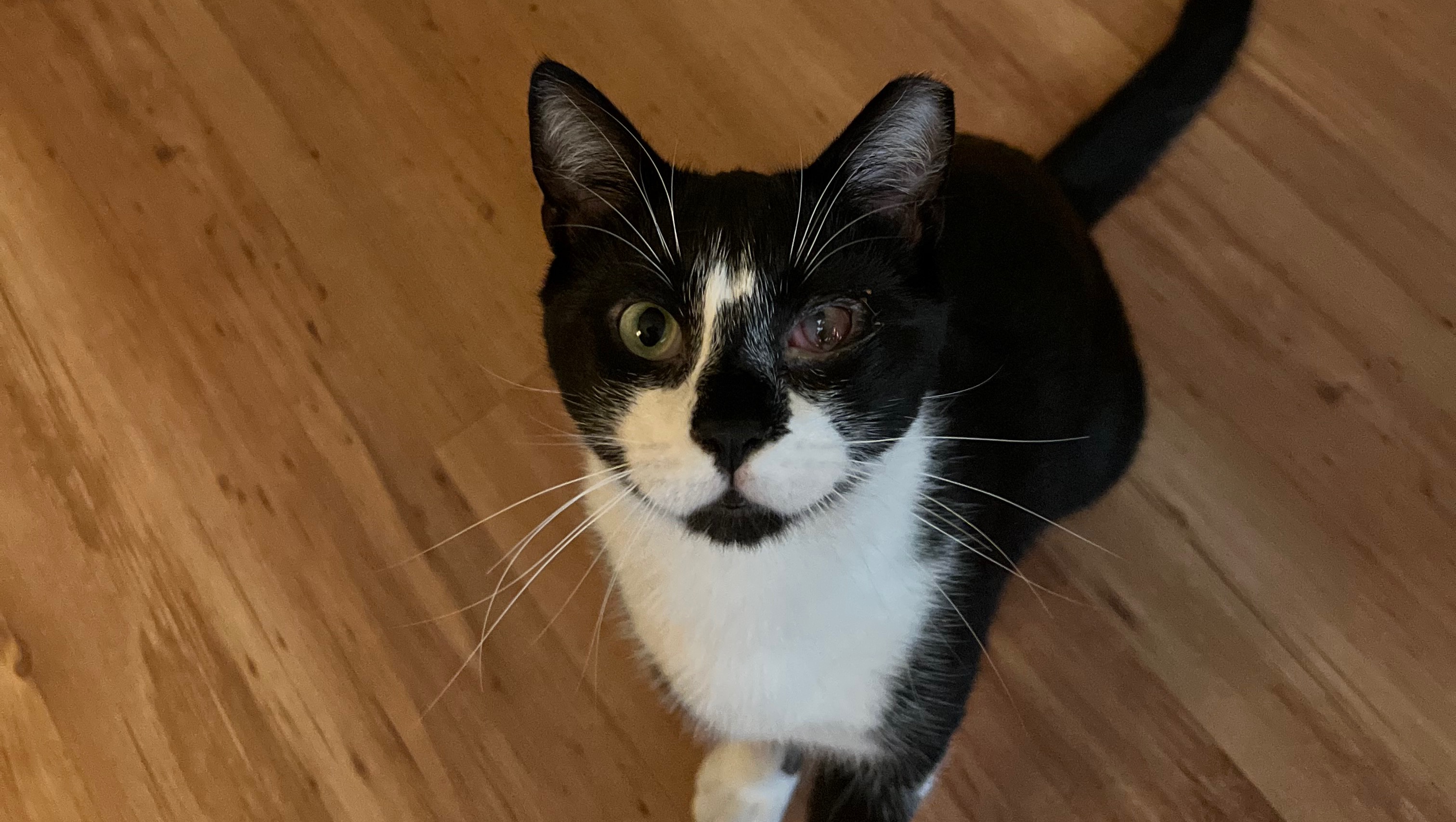 Fundraiser by haley cypher : Java's Journey to a healthy eye