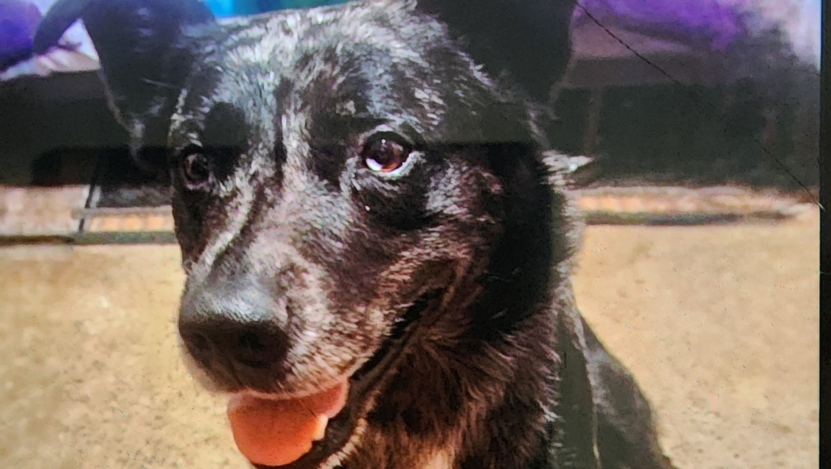 Fundraiser by Kathryn Dailey : Blue Needs Your Help