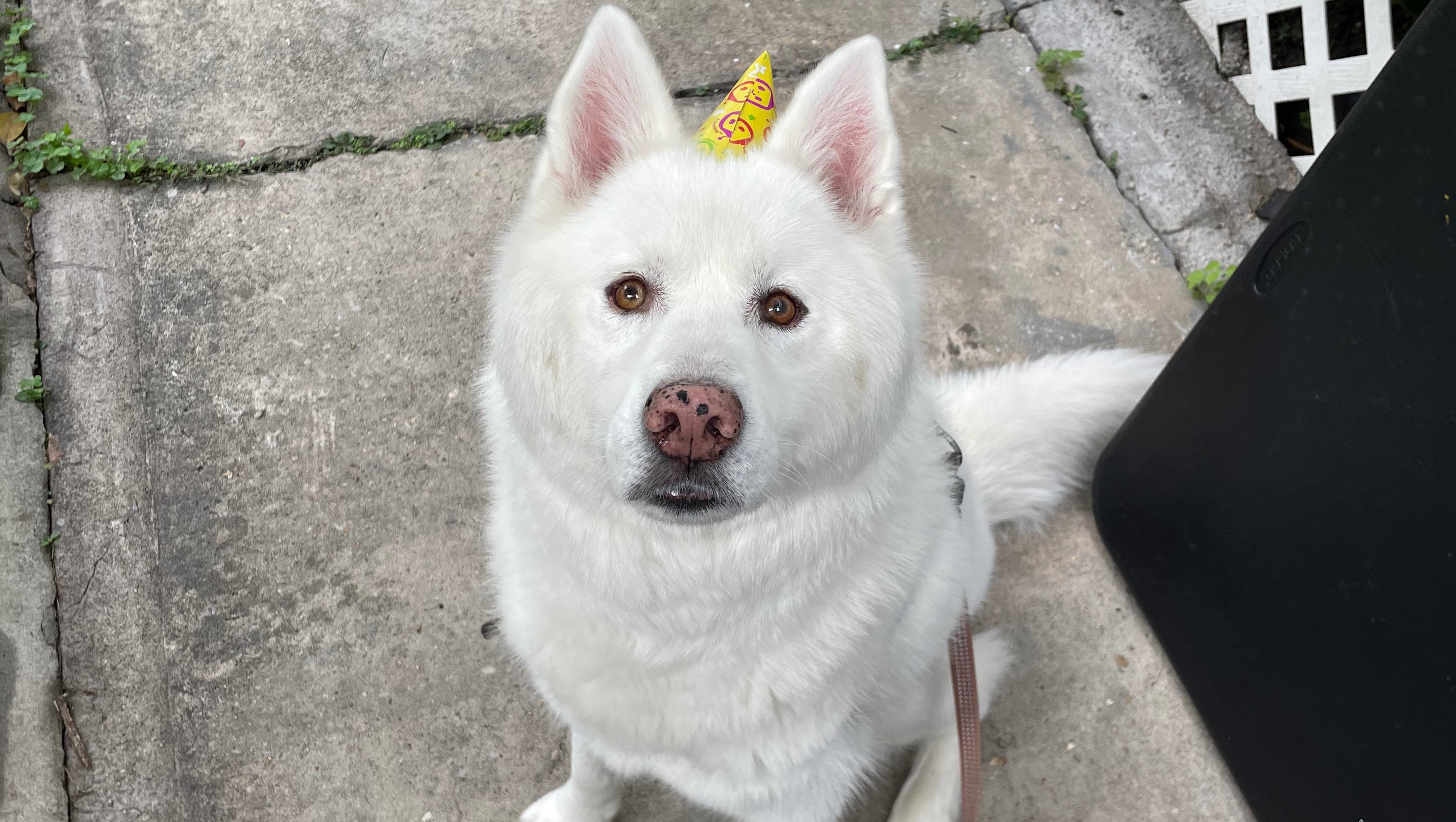 Fundraiser by Kailey Gilbert : Orion’s Emergency Treatment