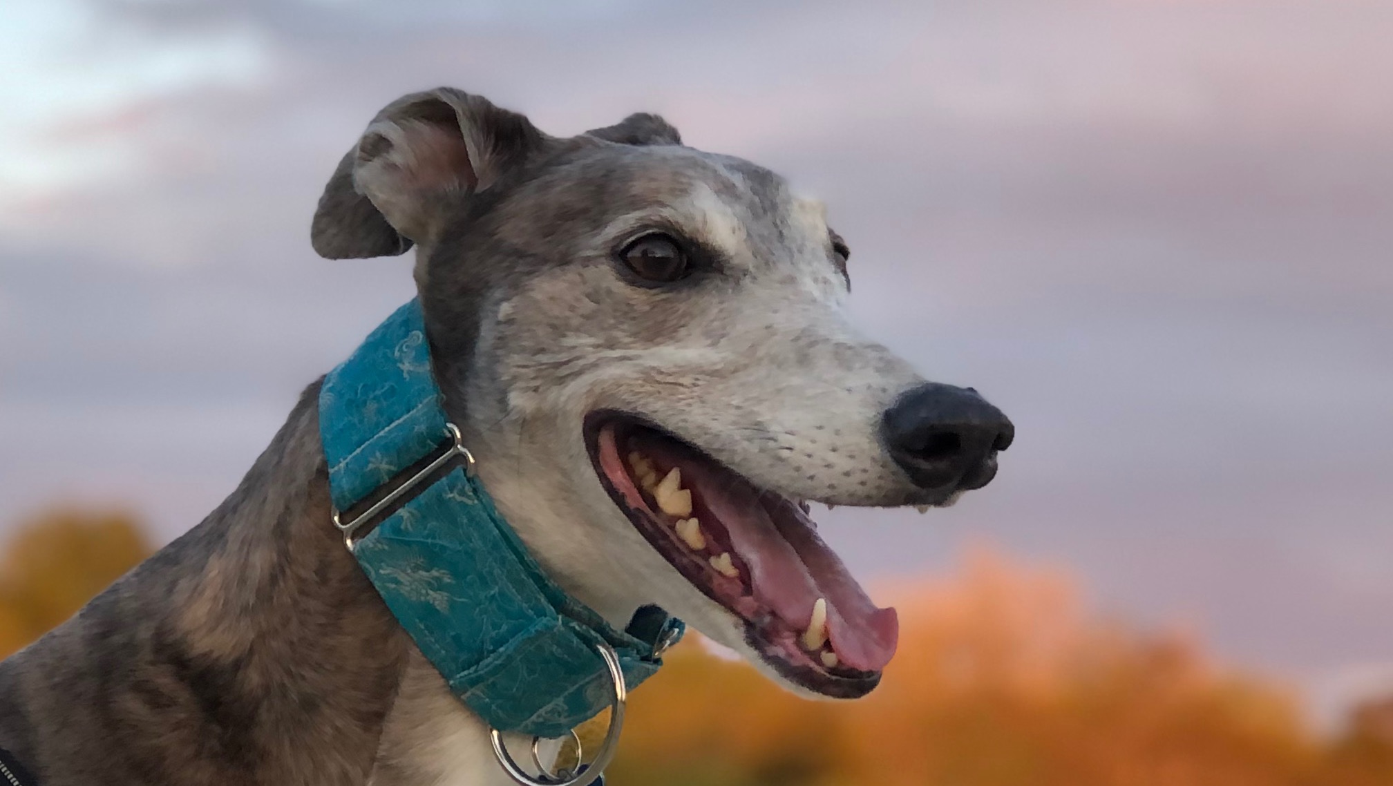 Fundraiser by Elizabeth Conover : Support Odin’s Cancer Treatment