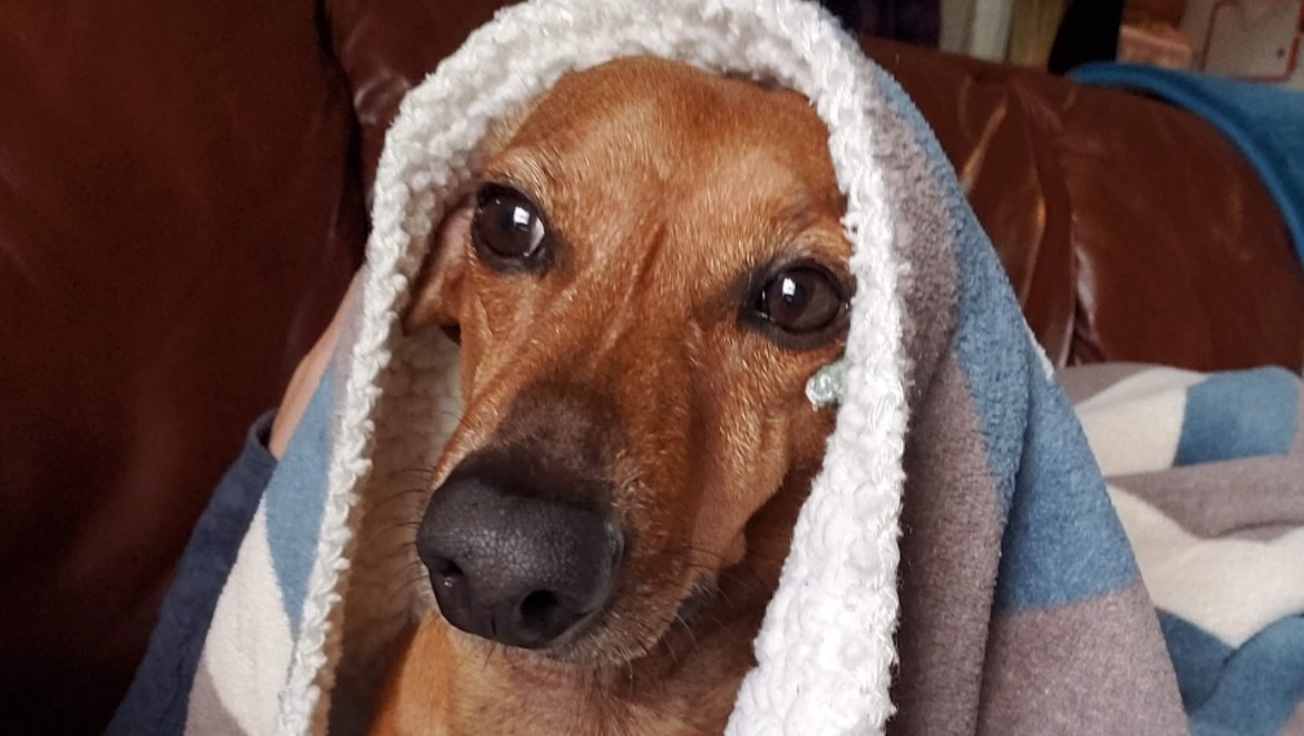 Fundraiser by Reymi Kidder : Help us pay Theo's vet bill
