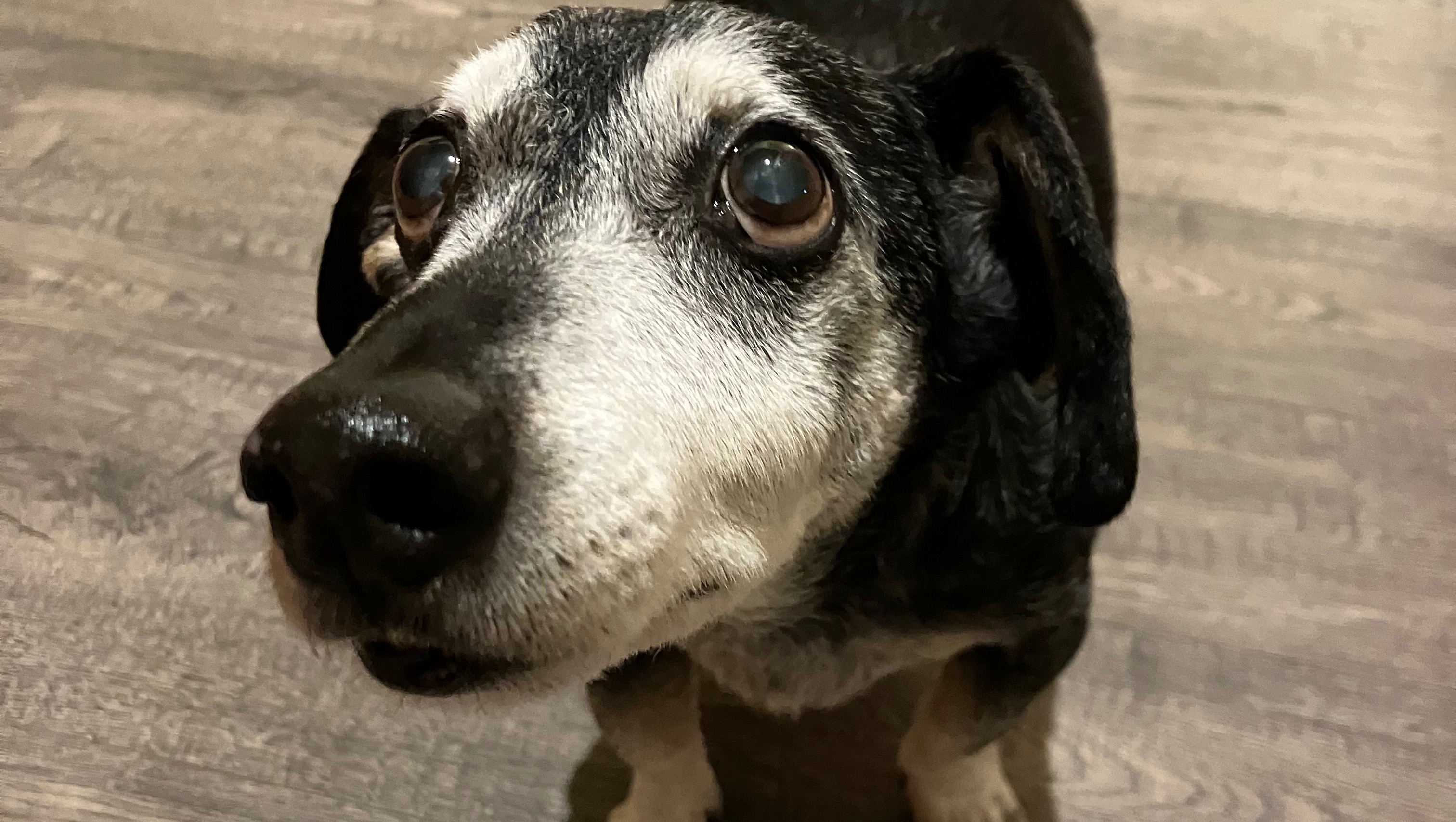 Fundraiser by M T Duron : Help my loyal companion cross the rainbow ...