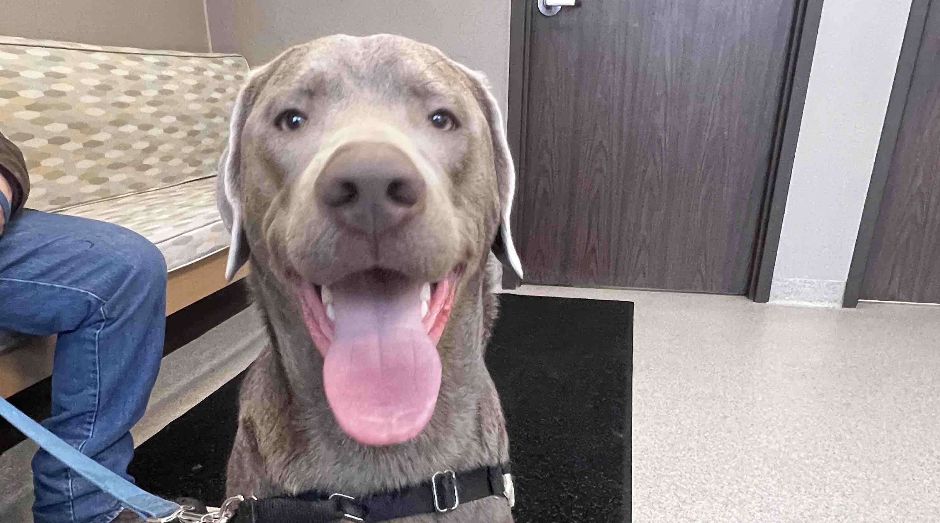 Fundraiser by Julie Lohman : Help Jackson the silver lab (and Abbey ...