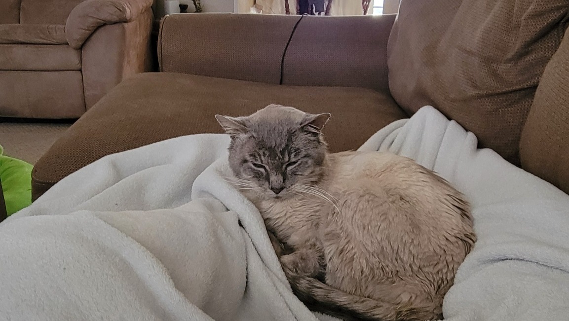 Fundraiser by Eric Vice : Our cat Odin