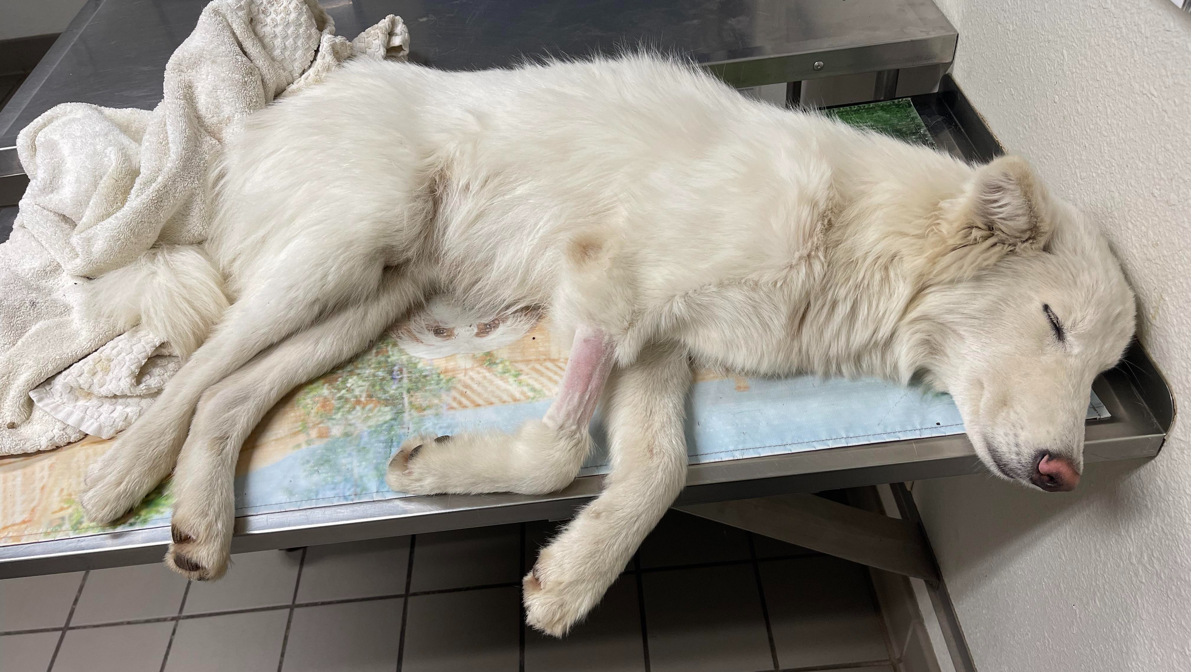 Fundraiser by Jenna Loos : Stray hit by car w broken legs get second chance