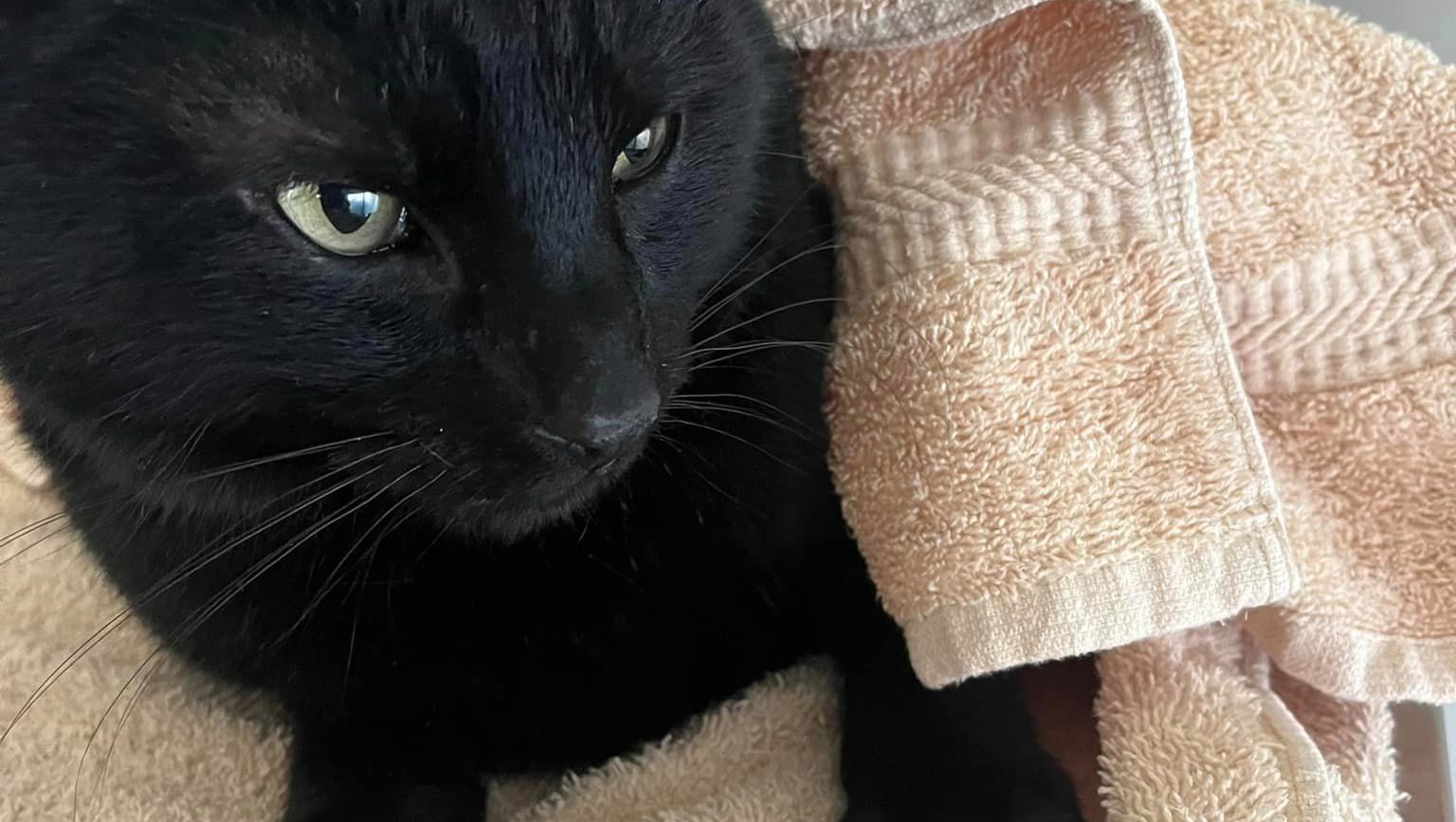 Fundraiser by Eric Chrisman : Help pay for Juno's surgery and other vet ...