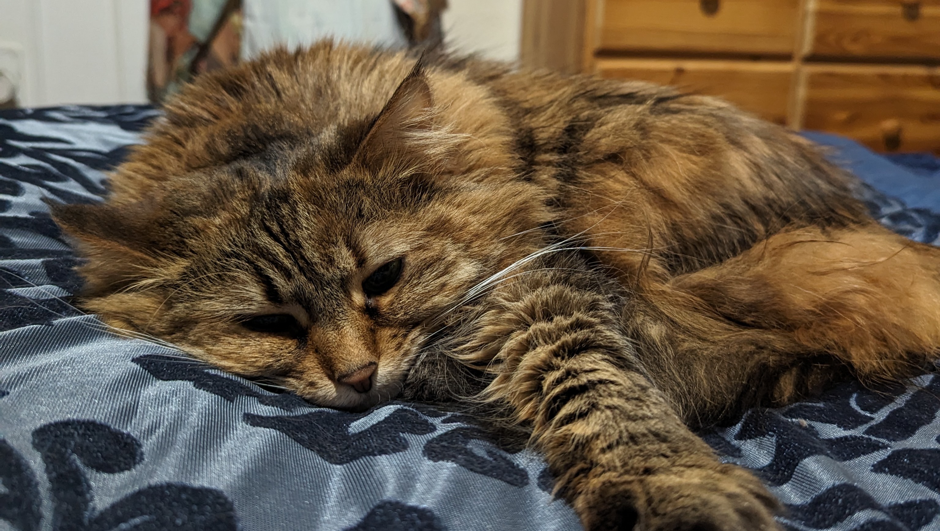 Fundraiser by Tabitha Burch : Please help us keep our heads above water.