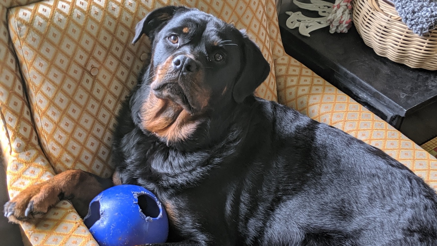 Fundraiser by Nate Ludwig : Dagny's Emergency Hospital Care