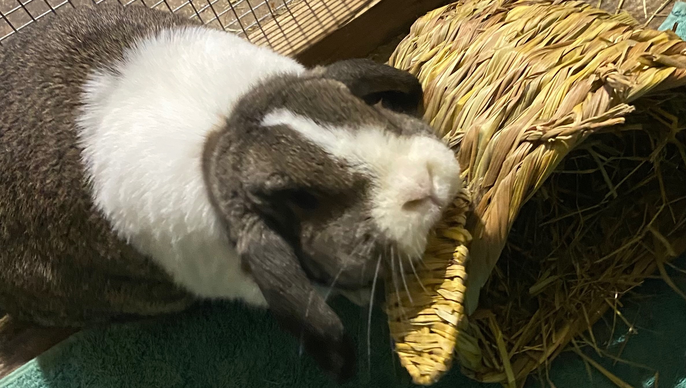 Fundraiser by Vicky Newham : Help to raise funds for Rosie’s CT scan