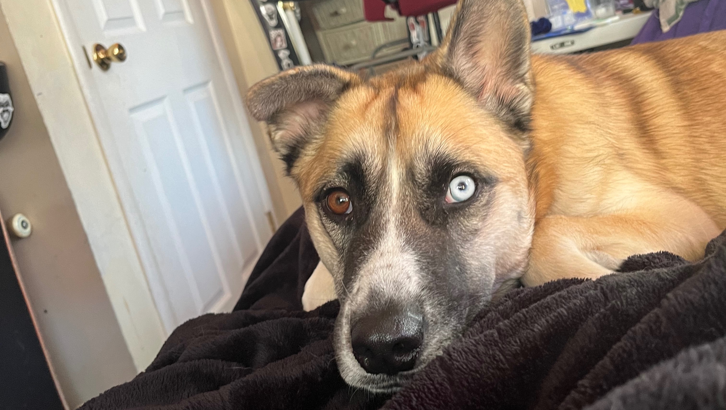 Fundraiser by Emily Eagleson : Please help me and my dog Kodak