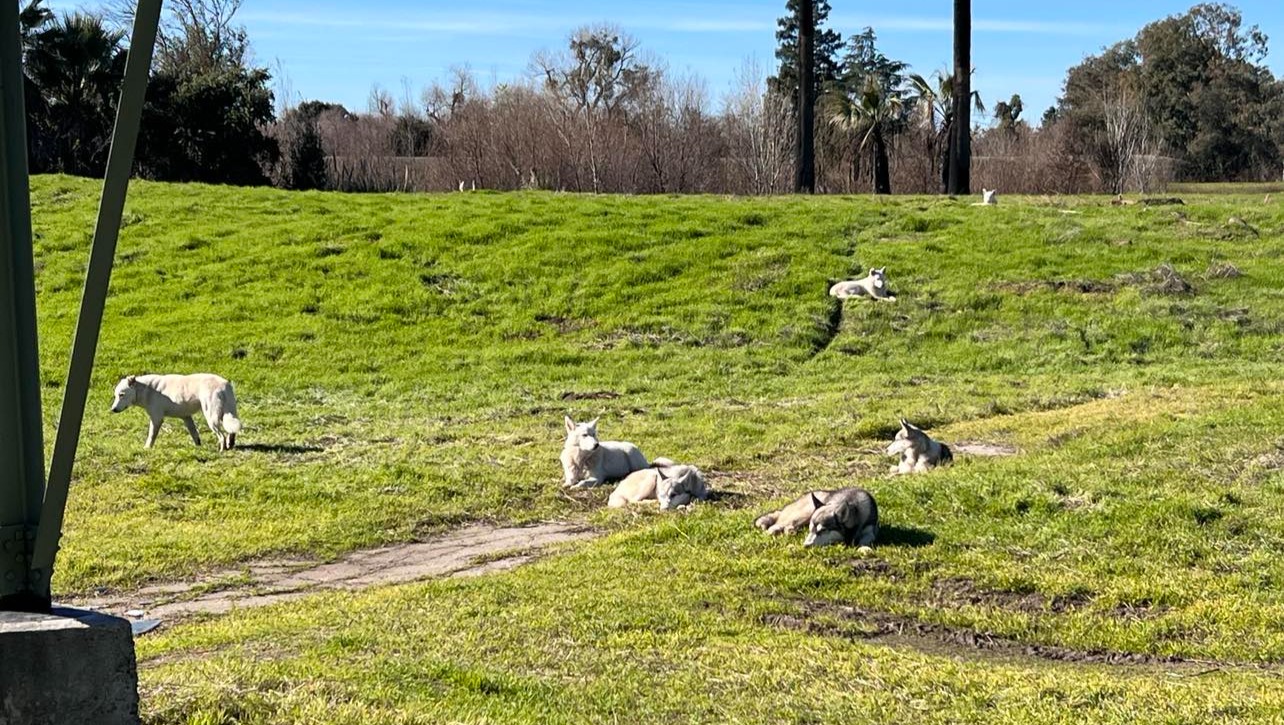 Fundraiser by Carmen Mendoza : Help rescue an entire litter dumped ...