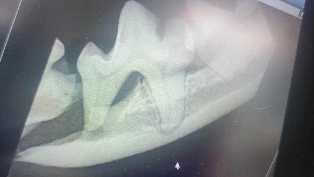 Fundraiser by Melissa Delvalle : Asking help for Minnie's tooth ...