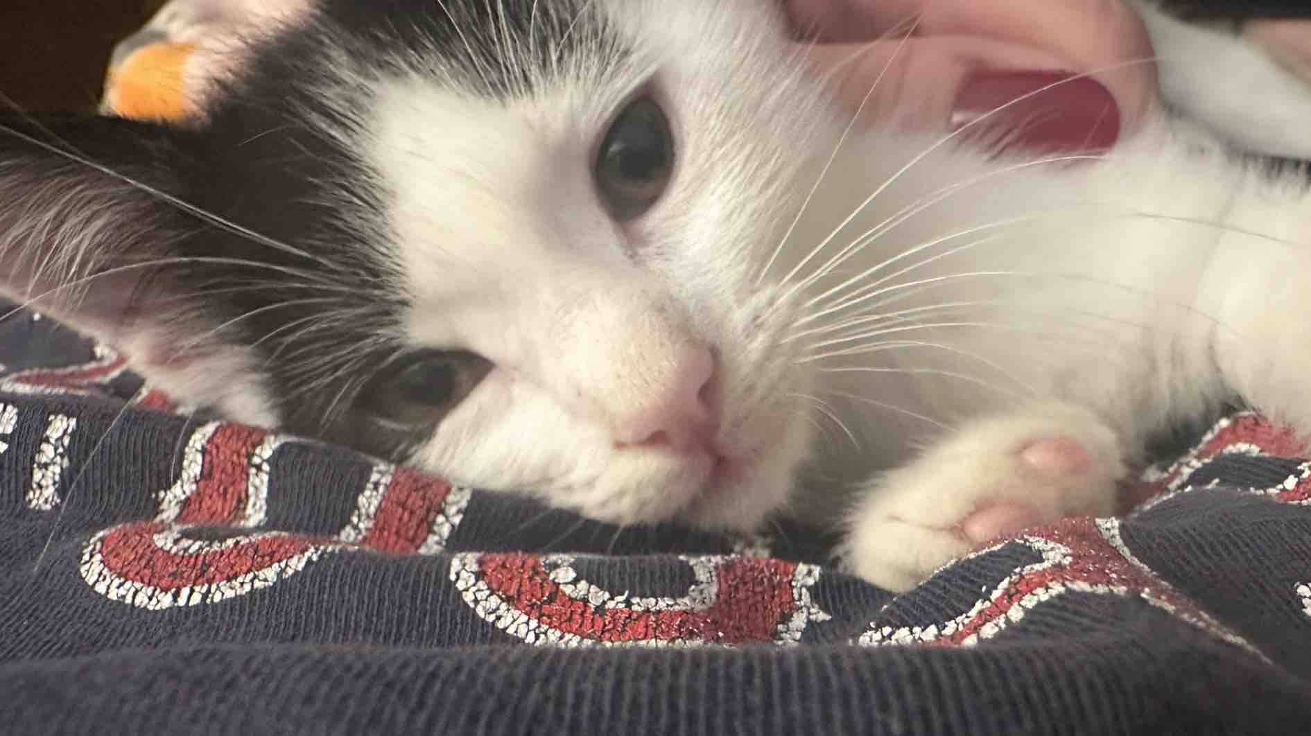 Fundraiser for Vicki Law by Andrea S : Help Dash the Kitten with ...