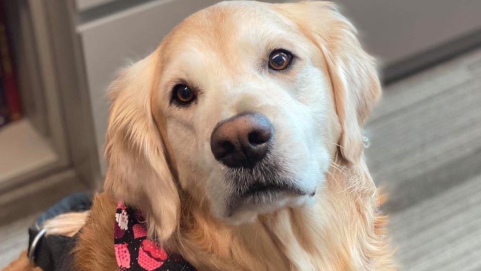 Fundraiser by Angela Moe : Help Sunny the Therapy Dog get back on his paws.