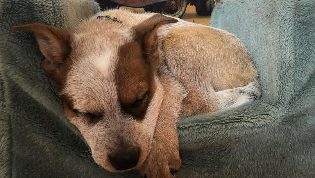 Fundraiser for Corinne Howse by Shane Adderley : Help save June's leg!