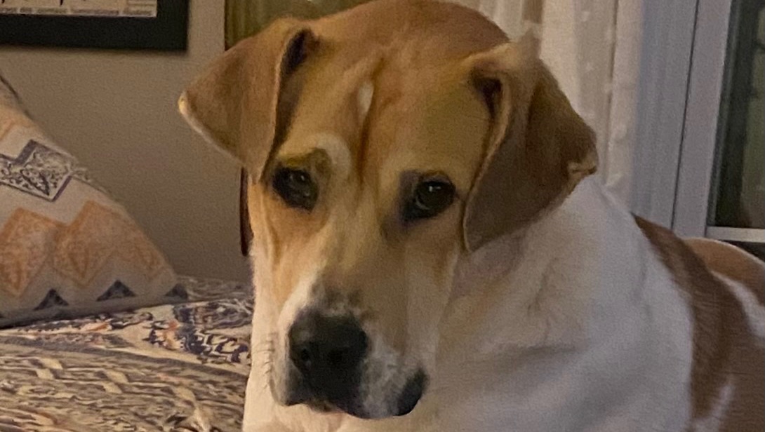 Fundraiser by Rhonda Rivette : Sydney was hit by a car and needs surgery!!