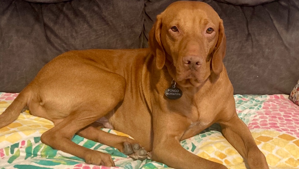 Fundraiser by Tammy Rosson : Pongo the best rescue buddies medical bills