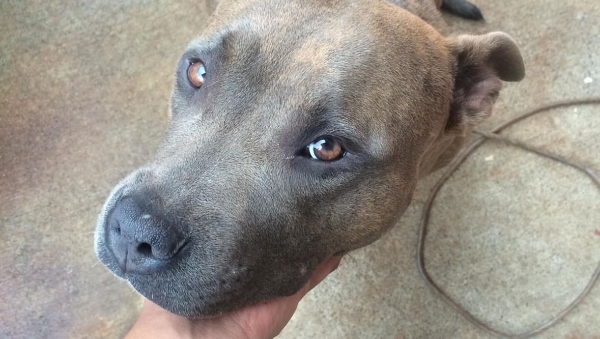 Fundraiser by Brittany Concilus : Medical Costs for Marley