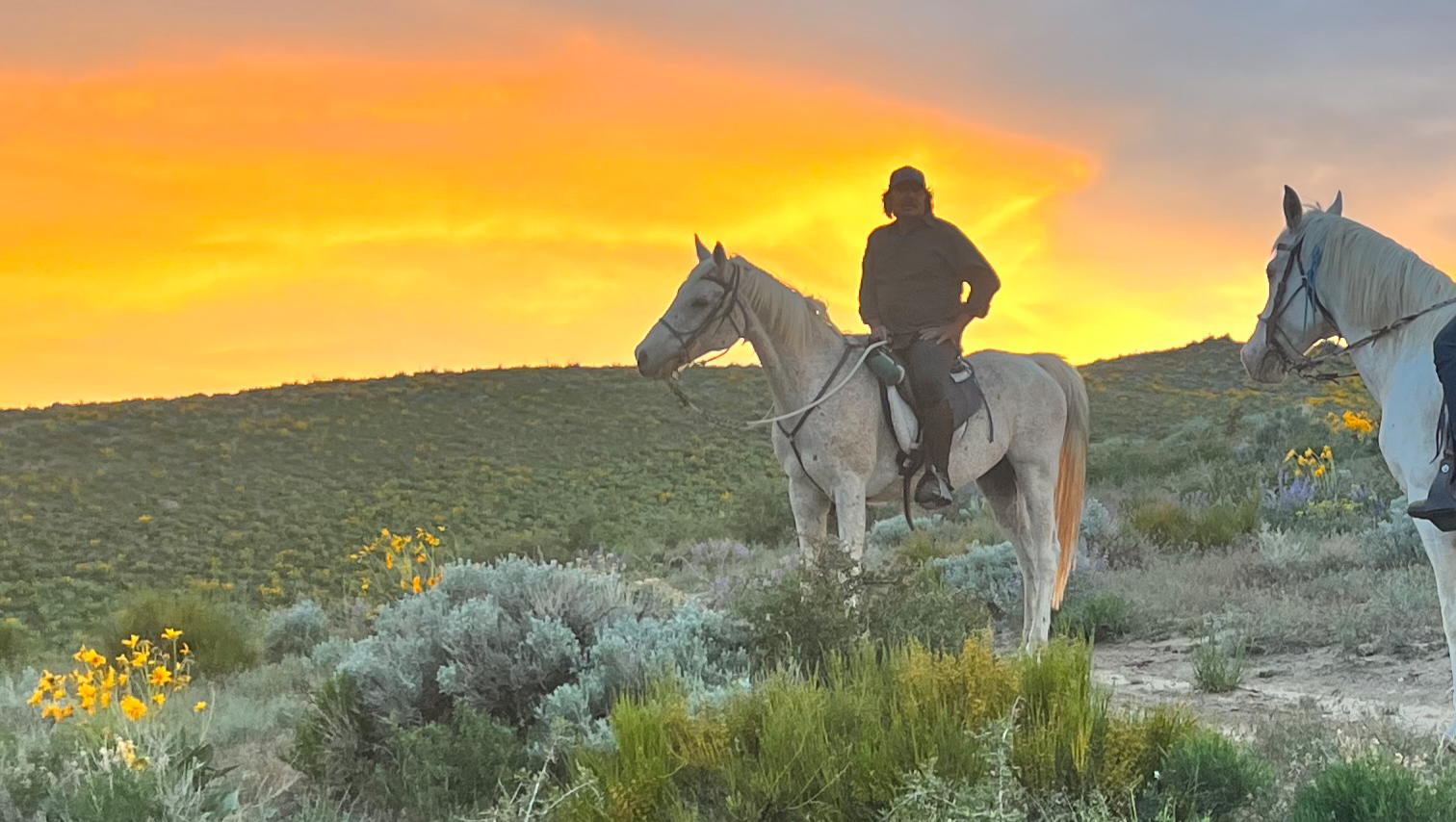 Fundraiser for Erasmo Sauceda by Courtney Knoch : Erasmo's Horses