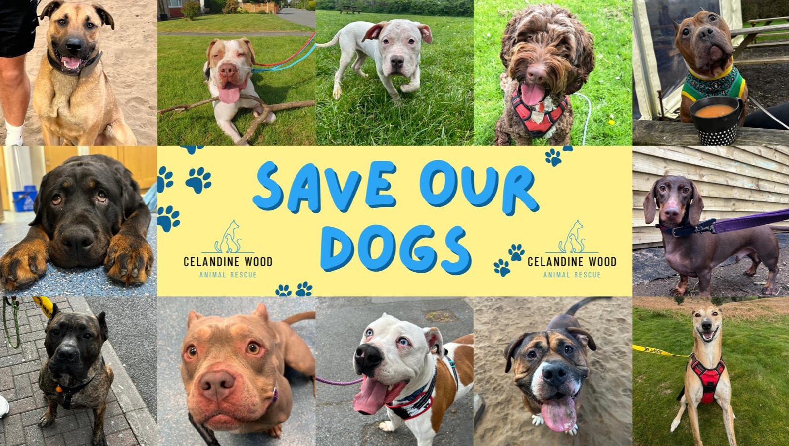 Fundraiser by Sharon Williams : Help save our animal rescue! Help save ...