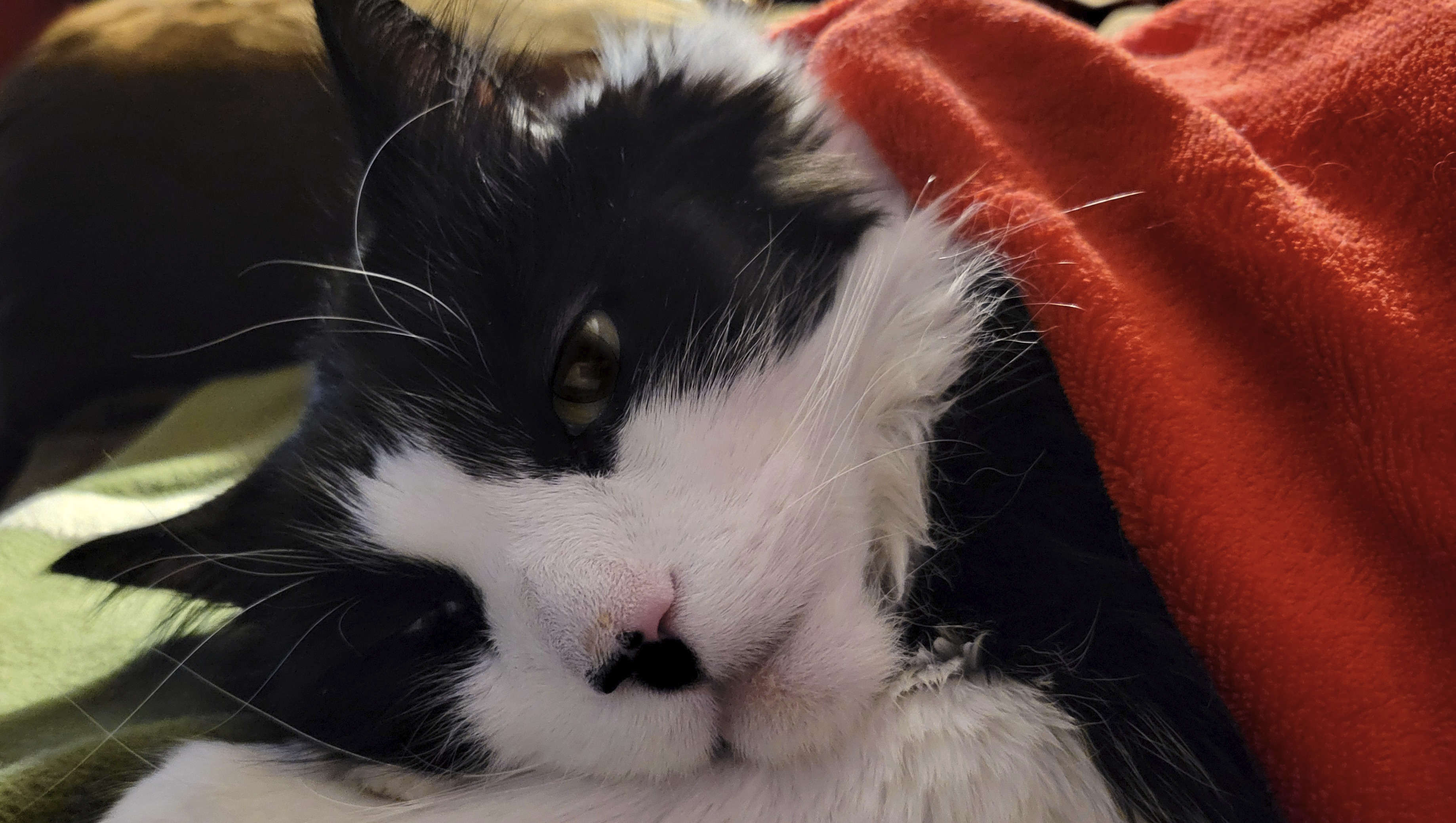 Fundraiser by Clint Slowik : Help Snickers in his Battle Against Cancer